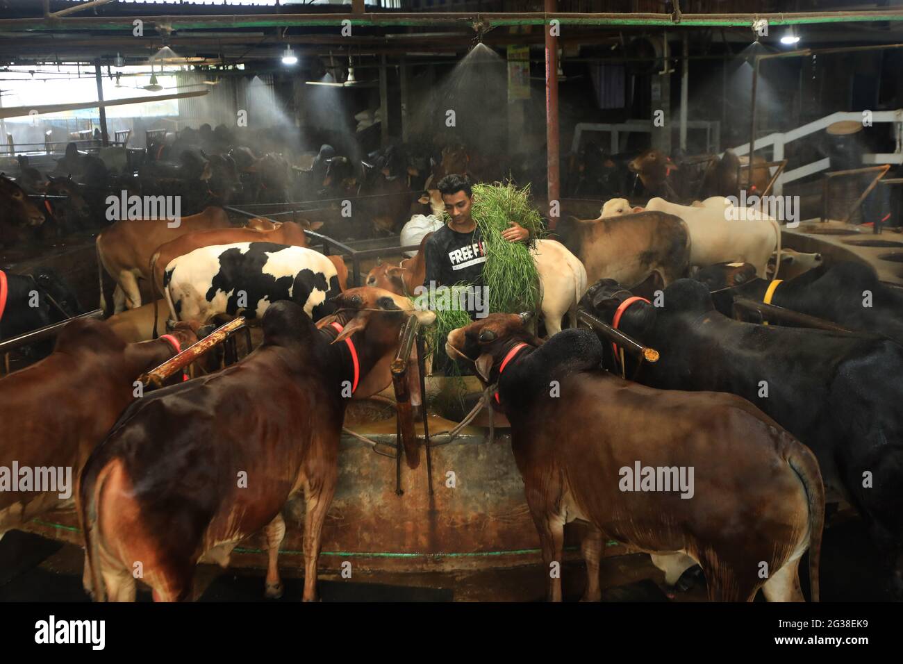Meghdubi Agro Cattle farm as the 600-cow farm at Mohammadpur in ...