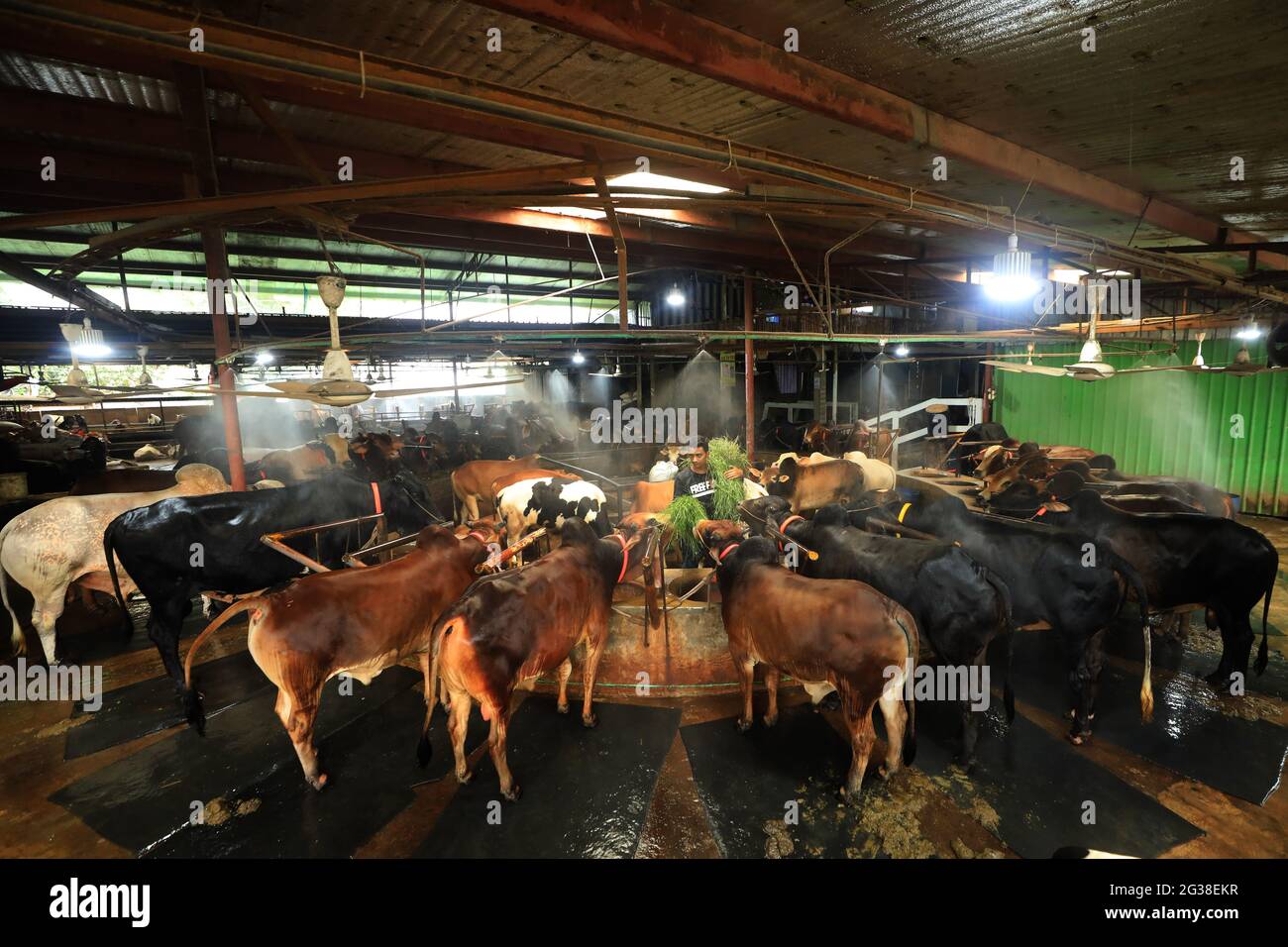 Dhaka, Bangladesh. 14th June, 2021. Meghdubi Agro Cattle farm as the ...
