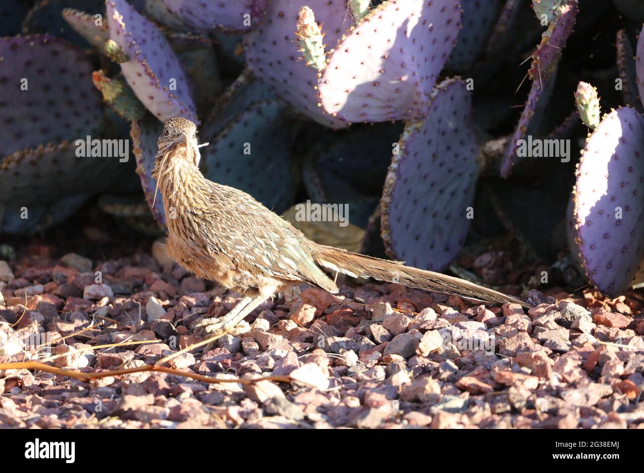Roadrunner With Lizard Stock Photo - Alamy