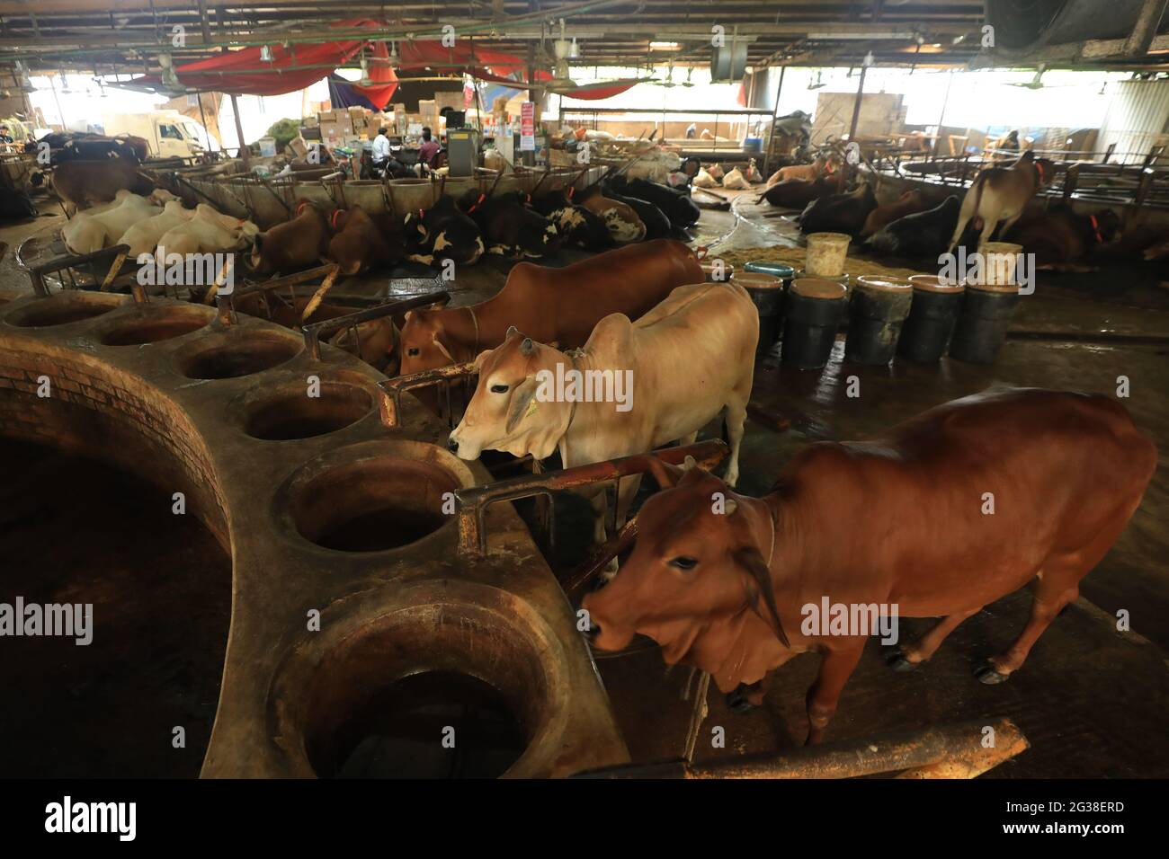 Dhaka, Bangladesh, Bangladesh. 14th June, 2021. Meghdubi Agro Cattle ...