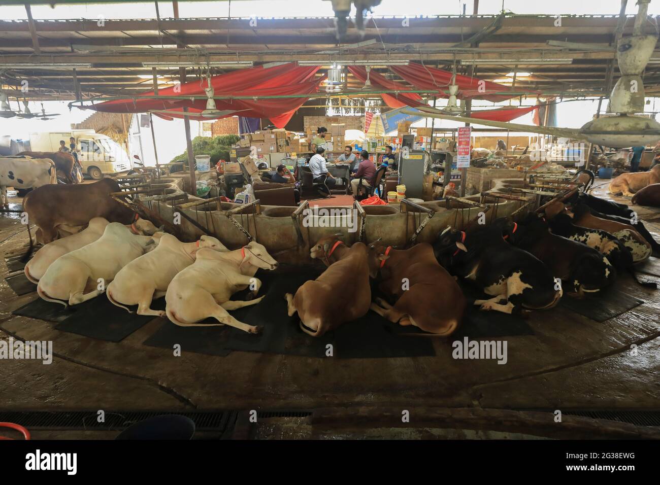 Dhaka, Bangladesh, Bangladesh. 14th June, 2021. Meghdubi Agro Cattle ...