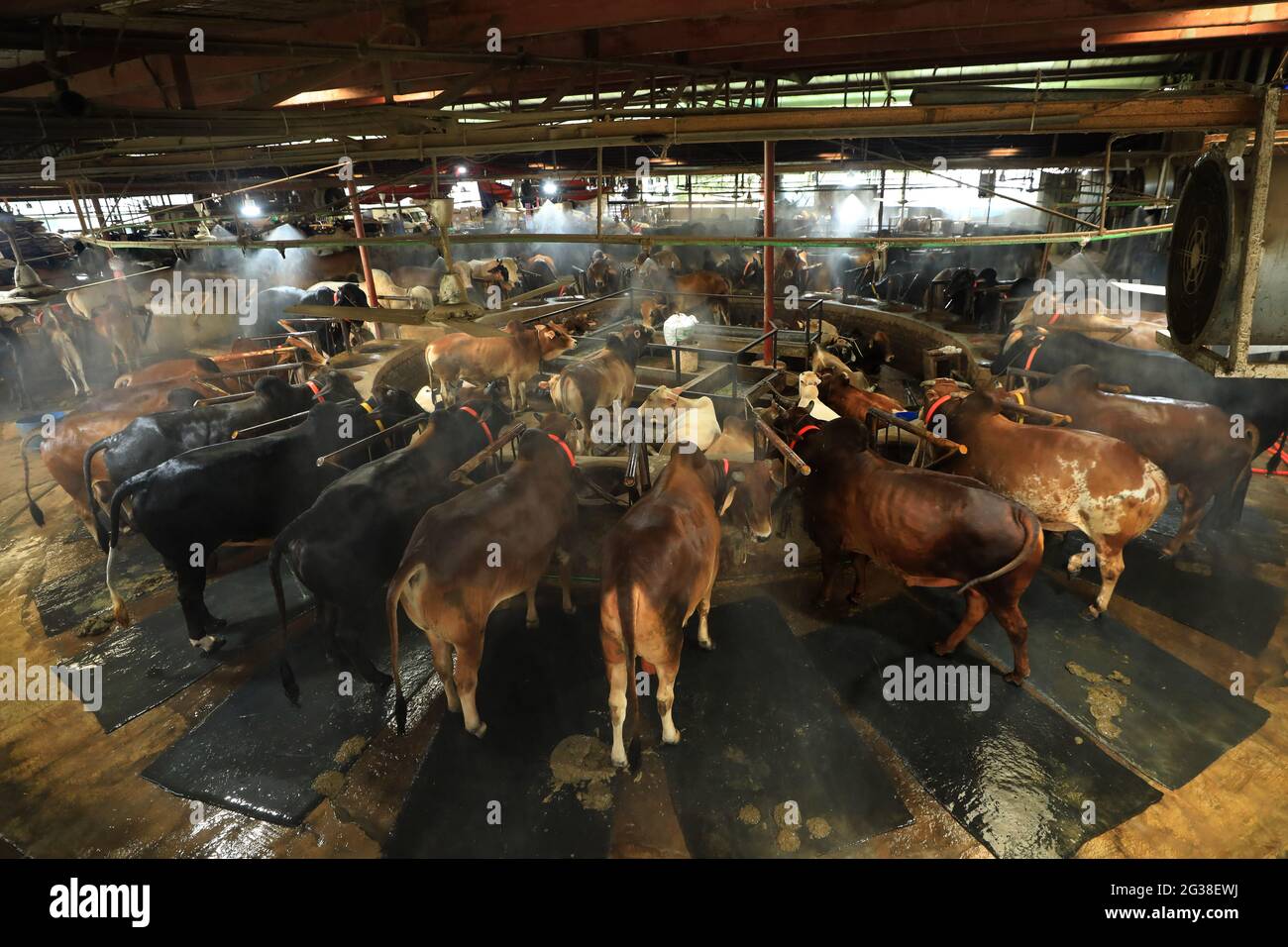 Dhaka, Bangladesh, Bangladesh. 14th June, 2021. Meghdubi Agro Cattle ...