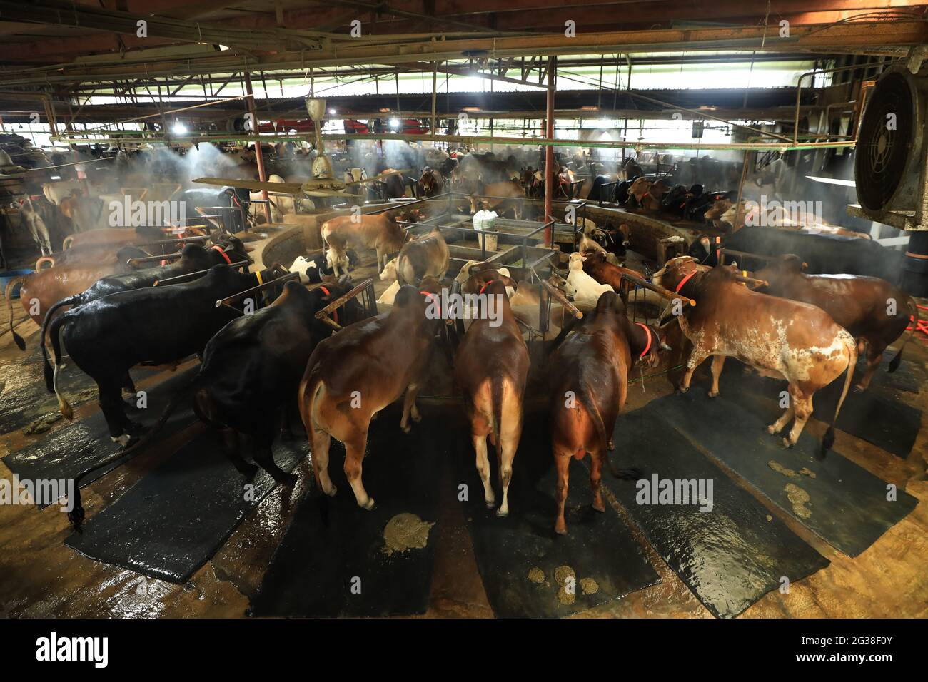 Dhaka, Dhaka, Bangladesh. 14th June, 2021. Meghdubi Agro Cattle farm as ...
