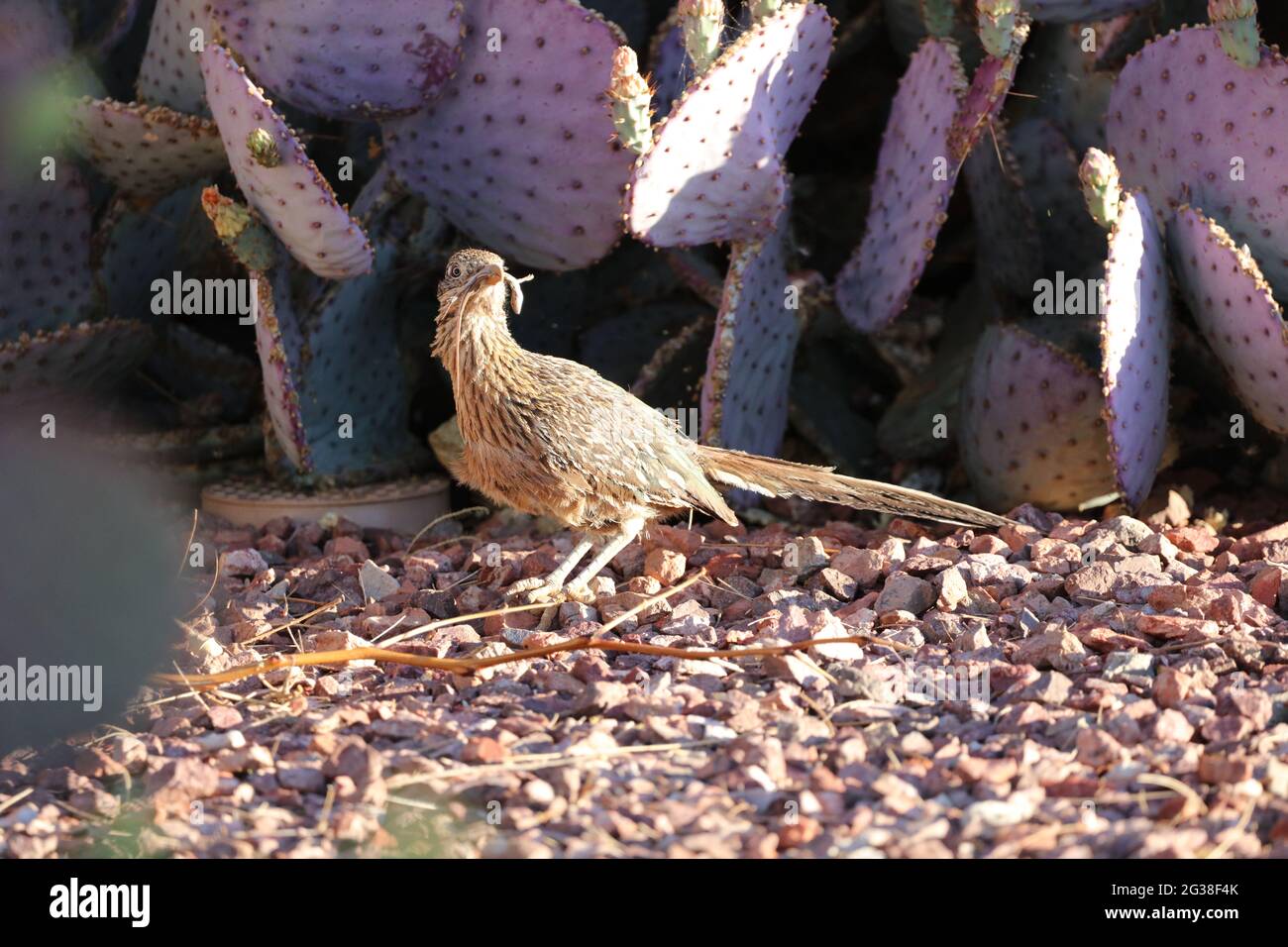 Roadrunner With Lizard Stock Photo - Alamy