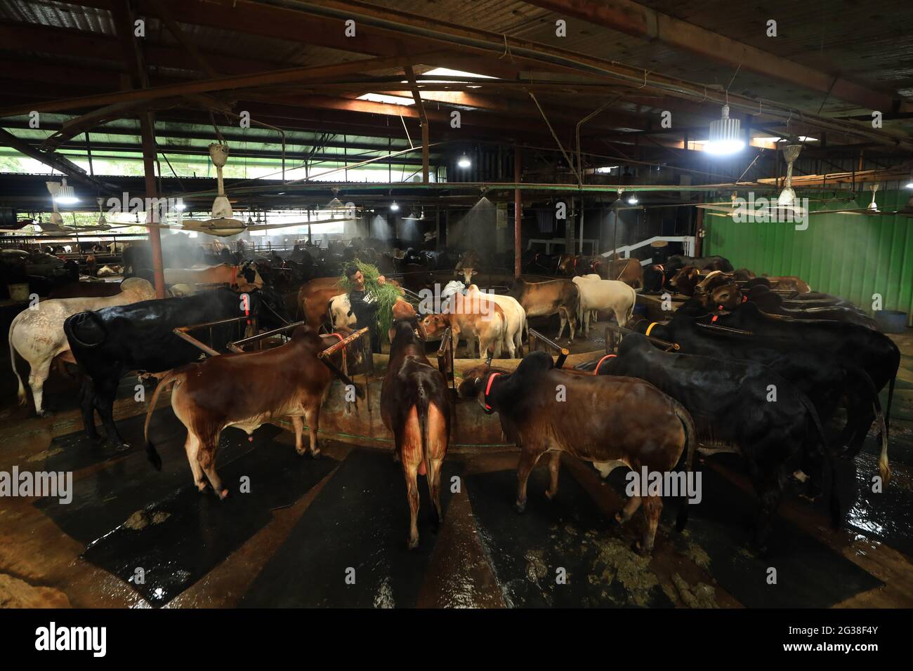 Dhaka, Bangladesh, Bangladesh. 14th June, 2021. Meghdubi Agro Cattle ...