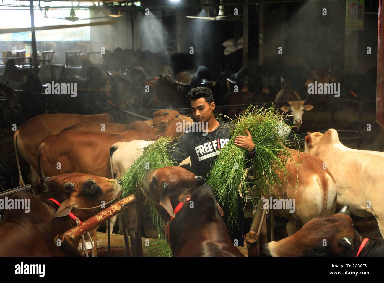 Dhaka, Bangladesh, Bangladesh. 14th June, 2021. Meghdubi Agro Cattle ...