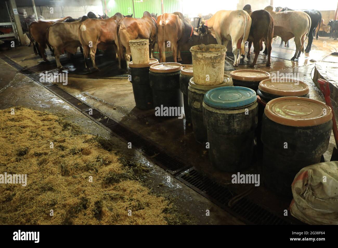 Dhaka, Bangladesh, Bangladesh. 14th June, 2021. Meghdubi Agro Cattle ...