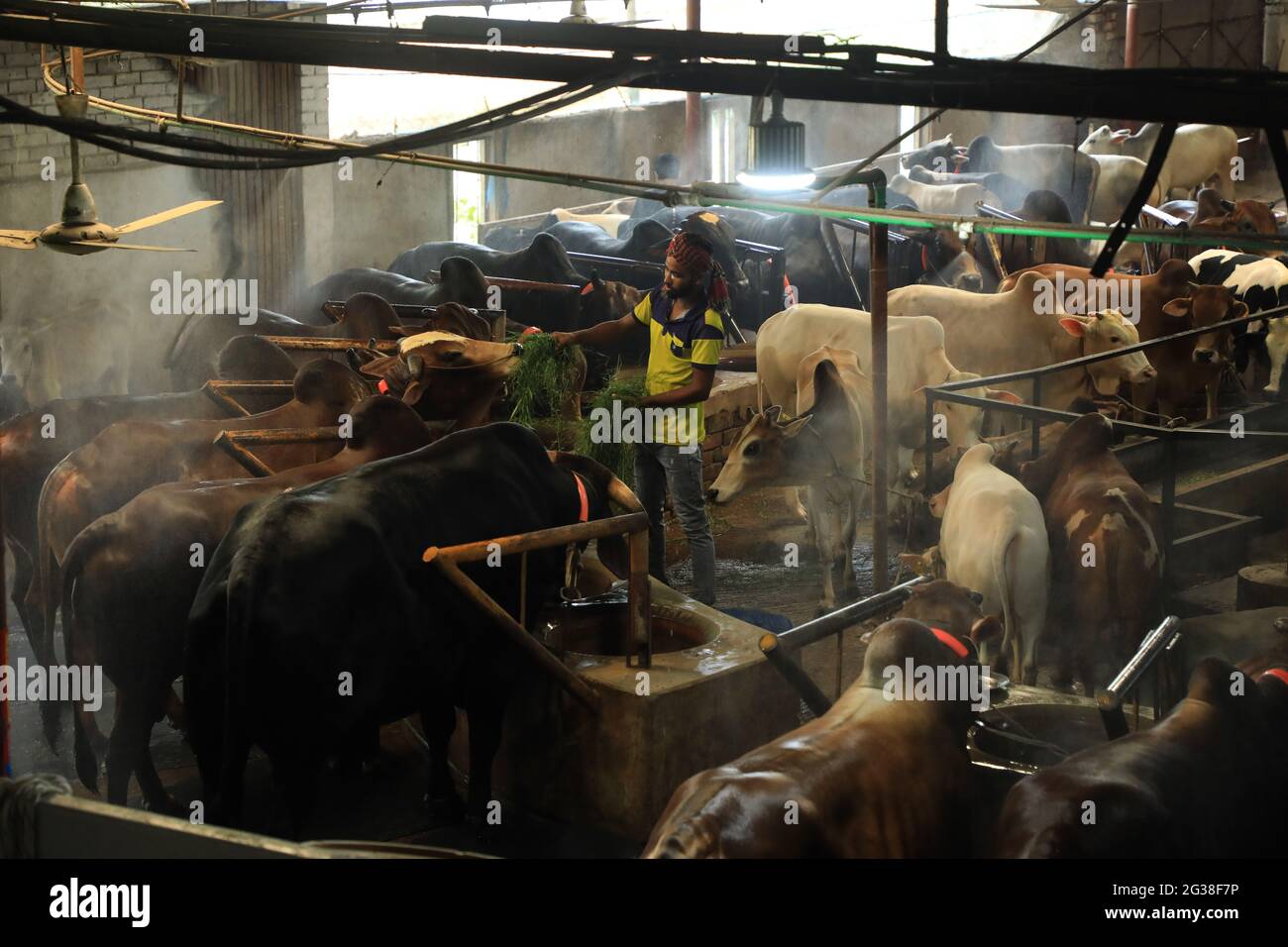 Dhaka, Bangladesh, Bangladesh. 14th June, 2021. Meghdubi Agro Cattle ...
