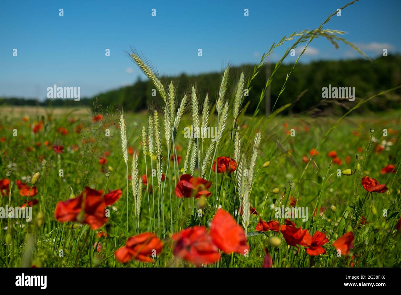 Landscape view of a crop field in springs, with poppies, shot in ...