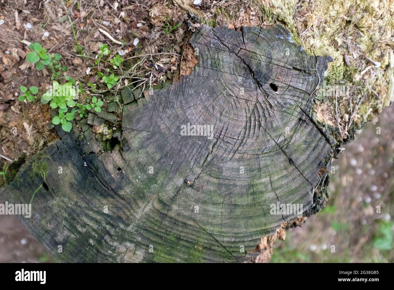Stump circle hi-res stock photography and images - Alamy