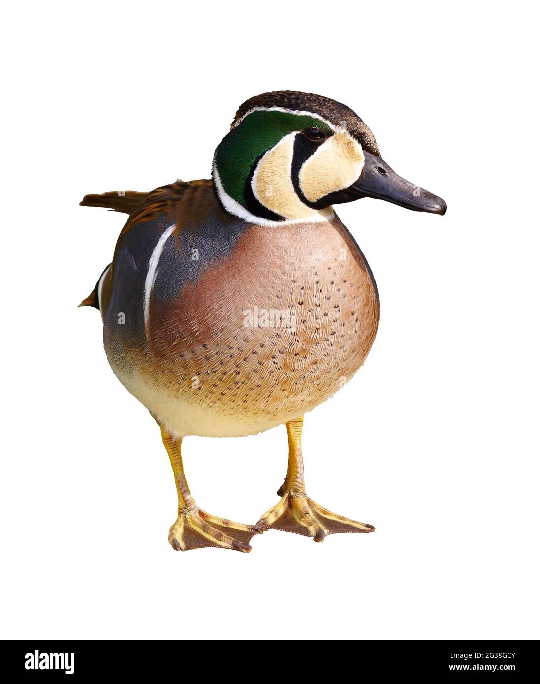 Teal color water Cut Out Stock Images & Pictures - Alamy