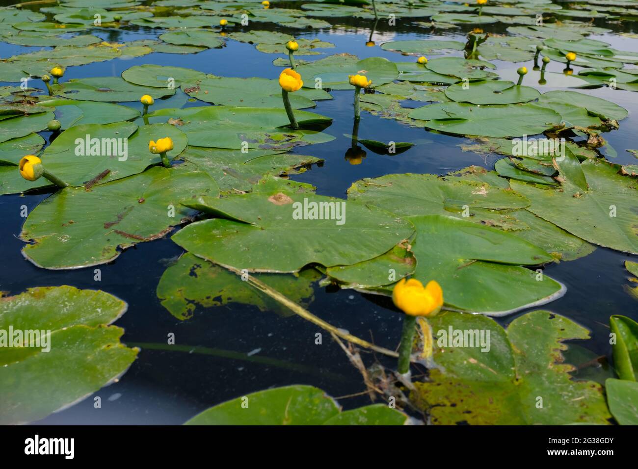 Yellow Marsh Lily Stock Photo - Alamy