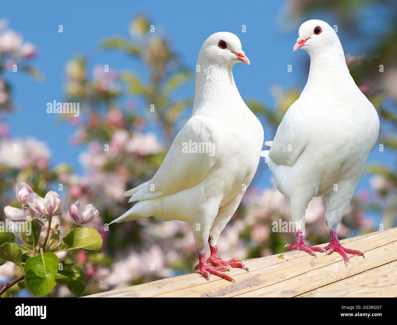 Two white pigeon on flowering background - imperial pigeon - ducula ...
