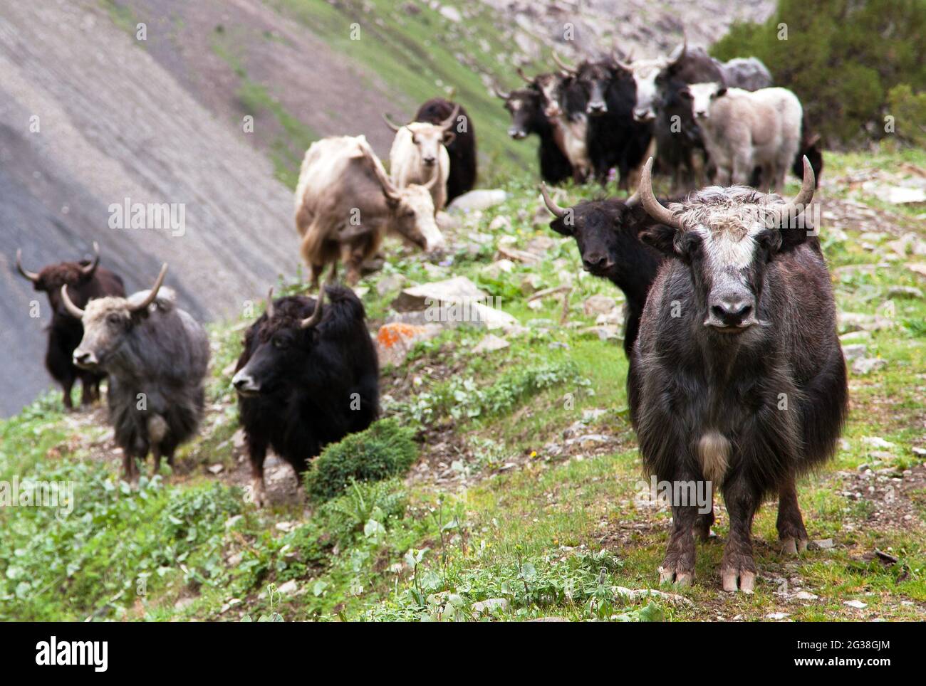 Bos mutus hi-res stock photography and images - Alamy