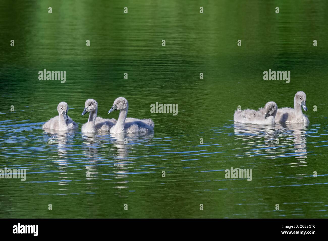 Cygnets swimming in the lake, beautiful colors of the water Stock Photo ...