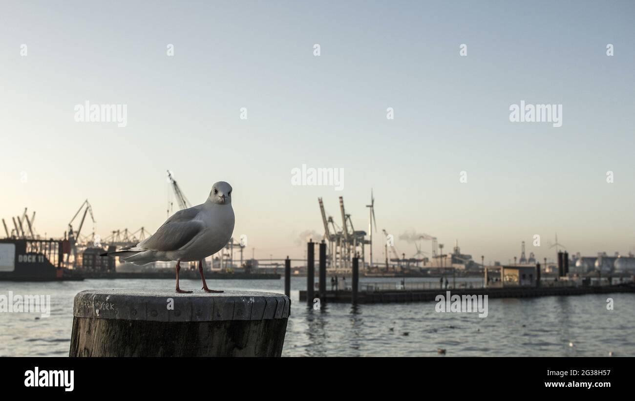 Ships beak hi-res stock photography and images - Alamy