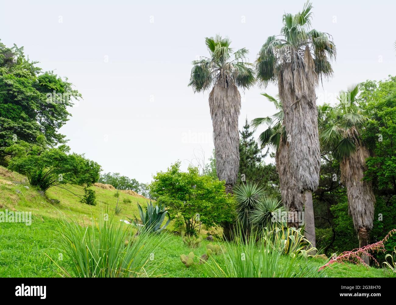 Uncircumcised hi-res stock photography and images - Alamy