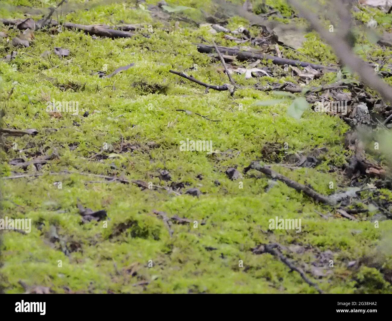 Mossy Ground Background Image Stock Photo - Alamy