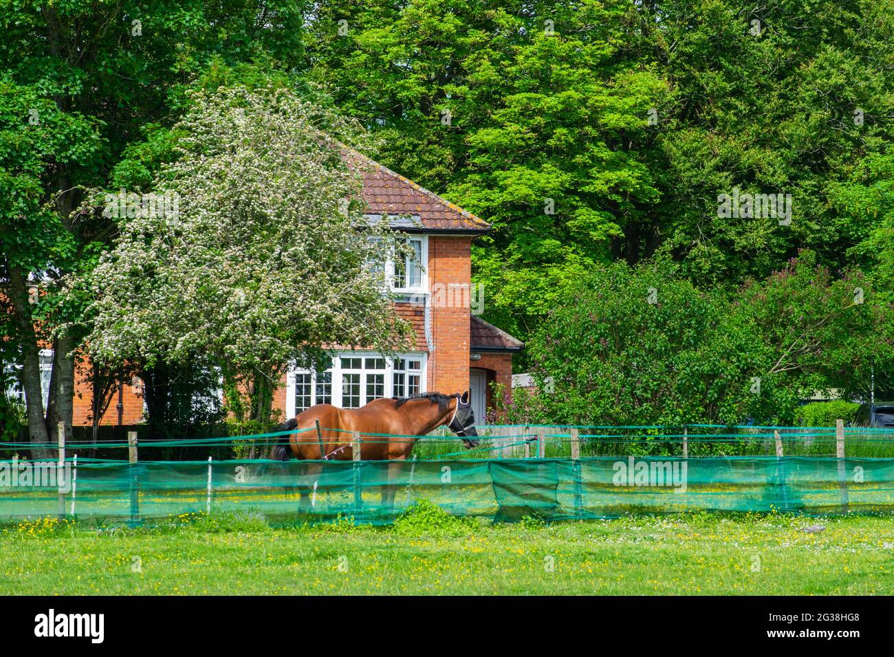 Brown horse with blinders standing behind the fence of an english brick ...