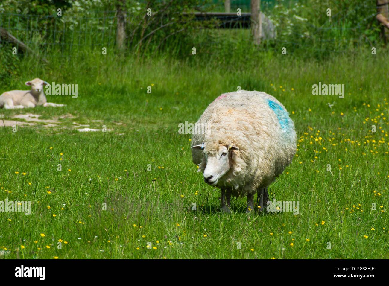 Sheep in blue marking about to eat grass in a prairie full of yellow ...