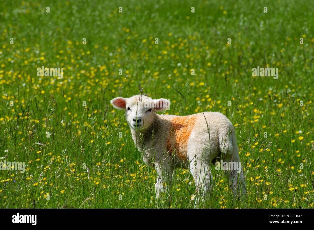 English lamb butcher hi-res stock photography and images - Alamy