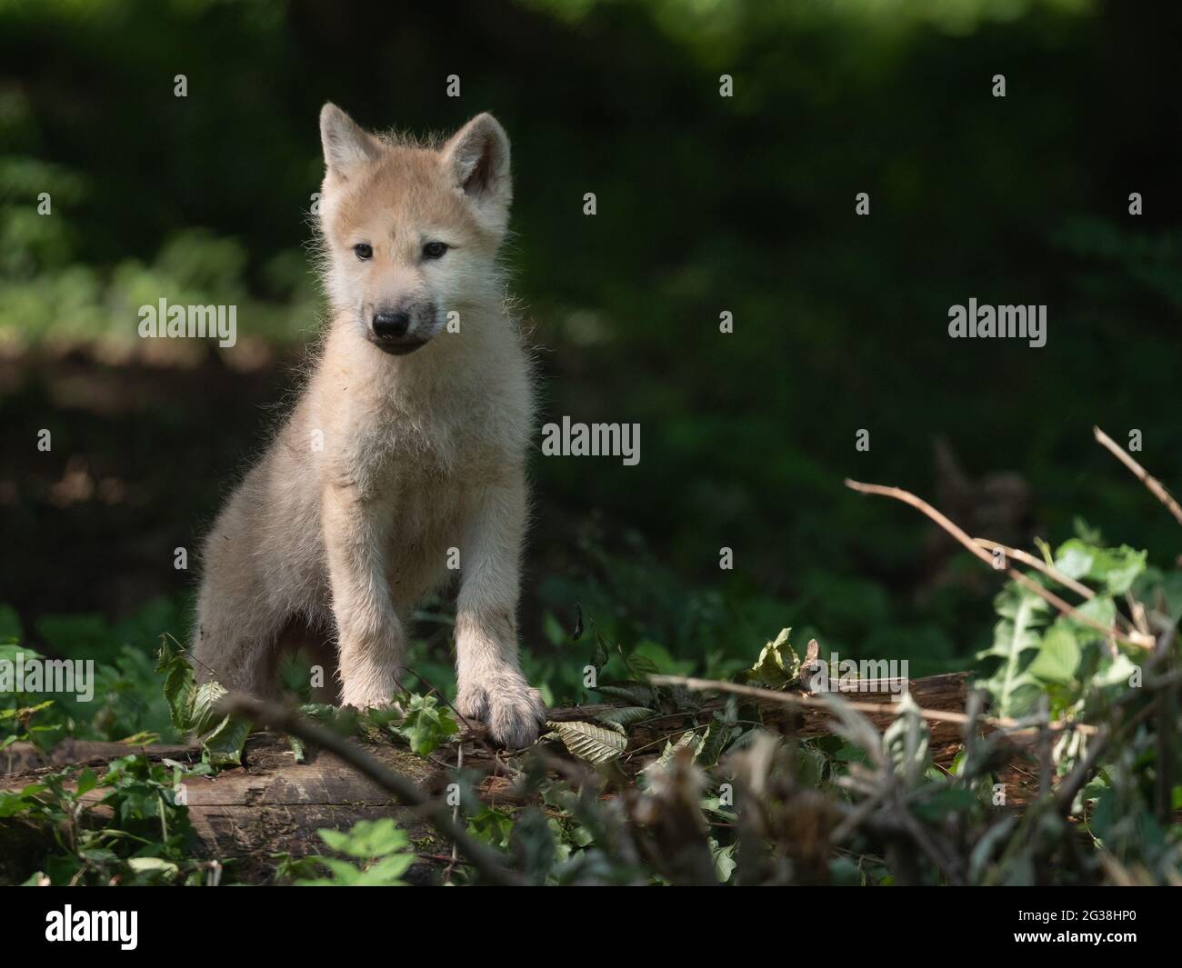 Canadian wolf cub hi-res stock photography and images - Alamy