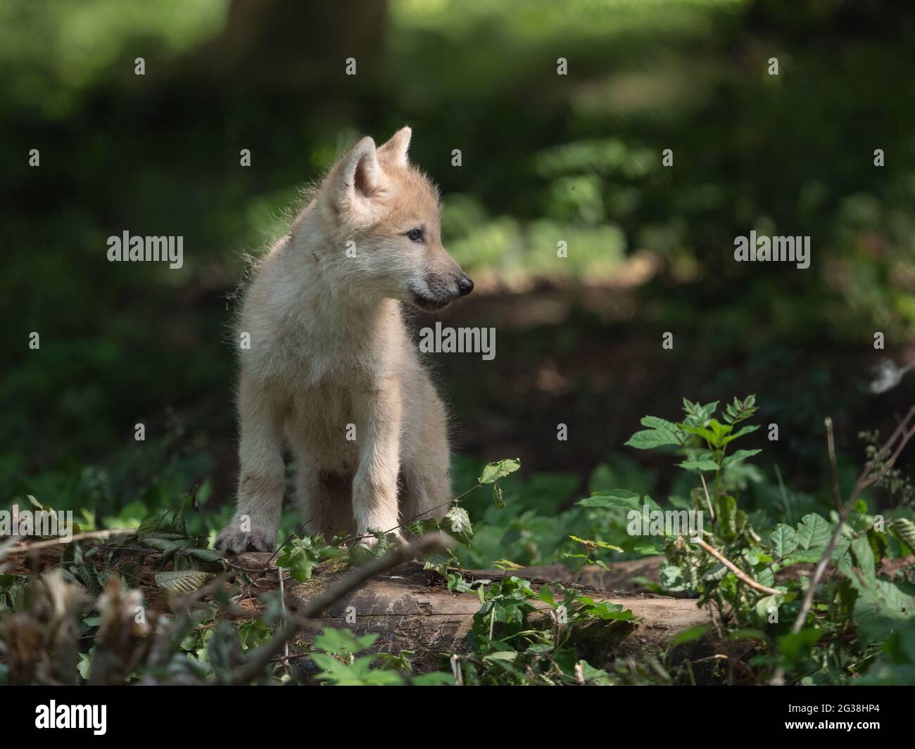 wolf pup portrait in the forest Stock Photo - Alamy