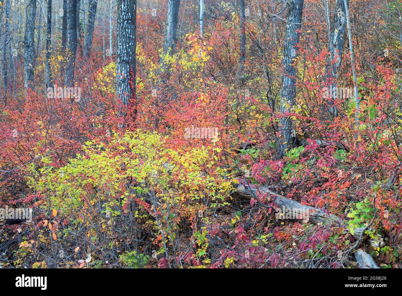 Autumn colors in forest understory plants among Balsam Poplar tree ...