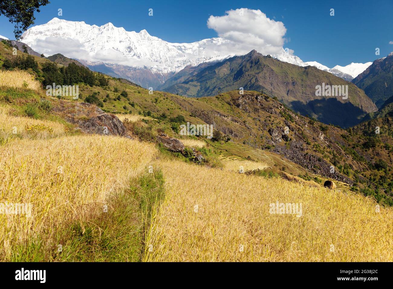Rice field and snowy Himalayas mountain - Dhaulagiri himal - Nepal ...