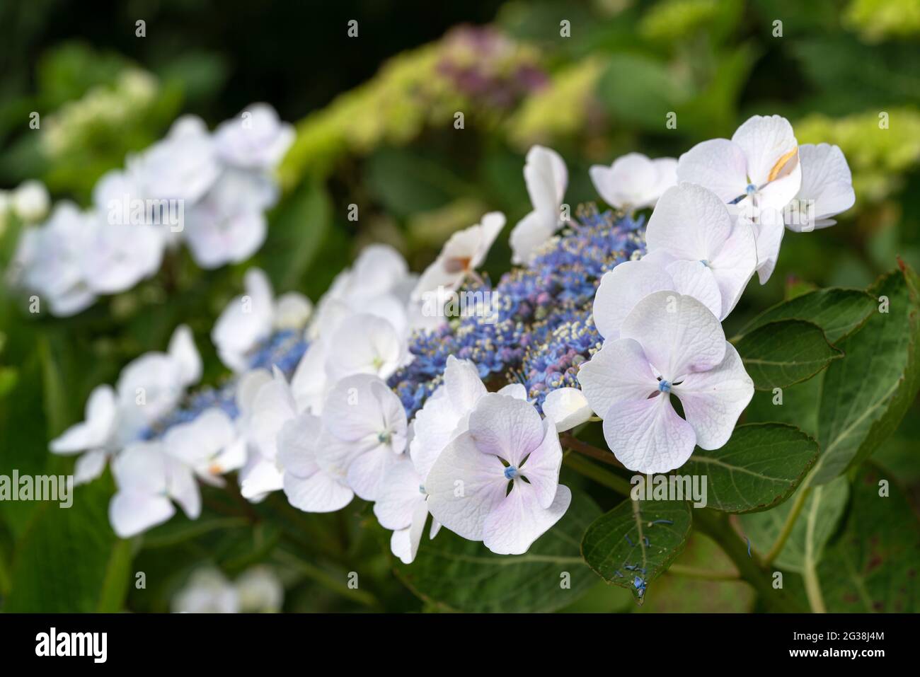 Penny mac (Hydrangea macrophylla), flowers of summer Stock Photo - Alamy