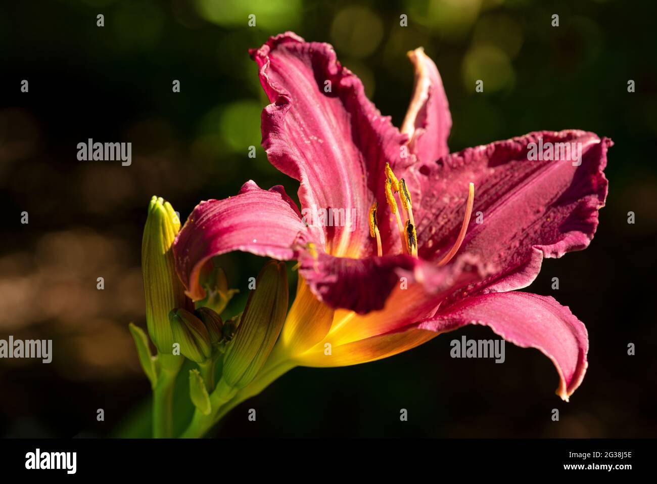 Day lily (Hemerocallis), close up of the flower head Stock Photo - Alamy