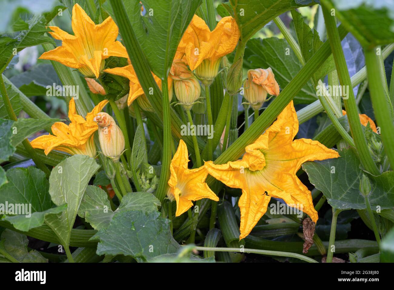 Blossom of courgette plant (Cucurbita pepo Stock Photo - Alamy