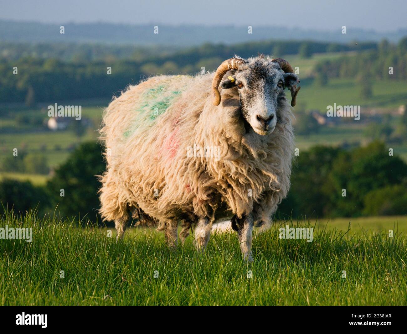 An adult sheep grazing in the Yorkshire Dales Stock Photo - Alamy
