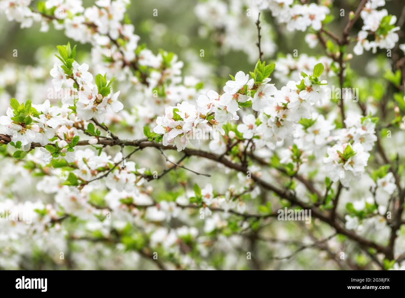 Beautiful spring cherry blossom tree Stock Photo - Alamy