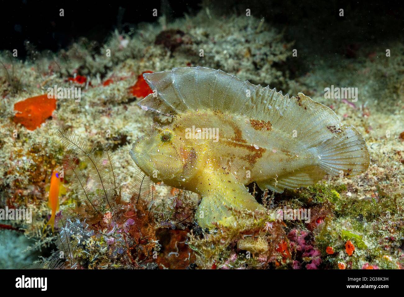 Leaf Scorpionfish (Taenianotus triacanthus), in Maldives Stock Photo ...