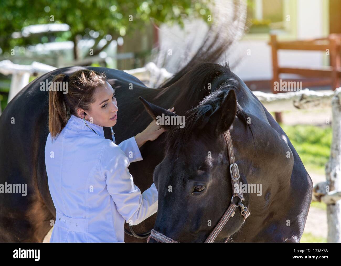 Woman veterinarian standing next to black horse on farm. Doctor using ...