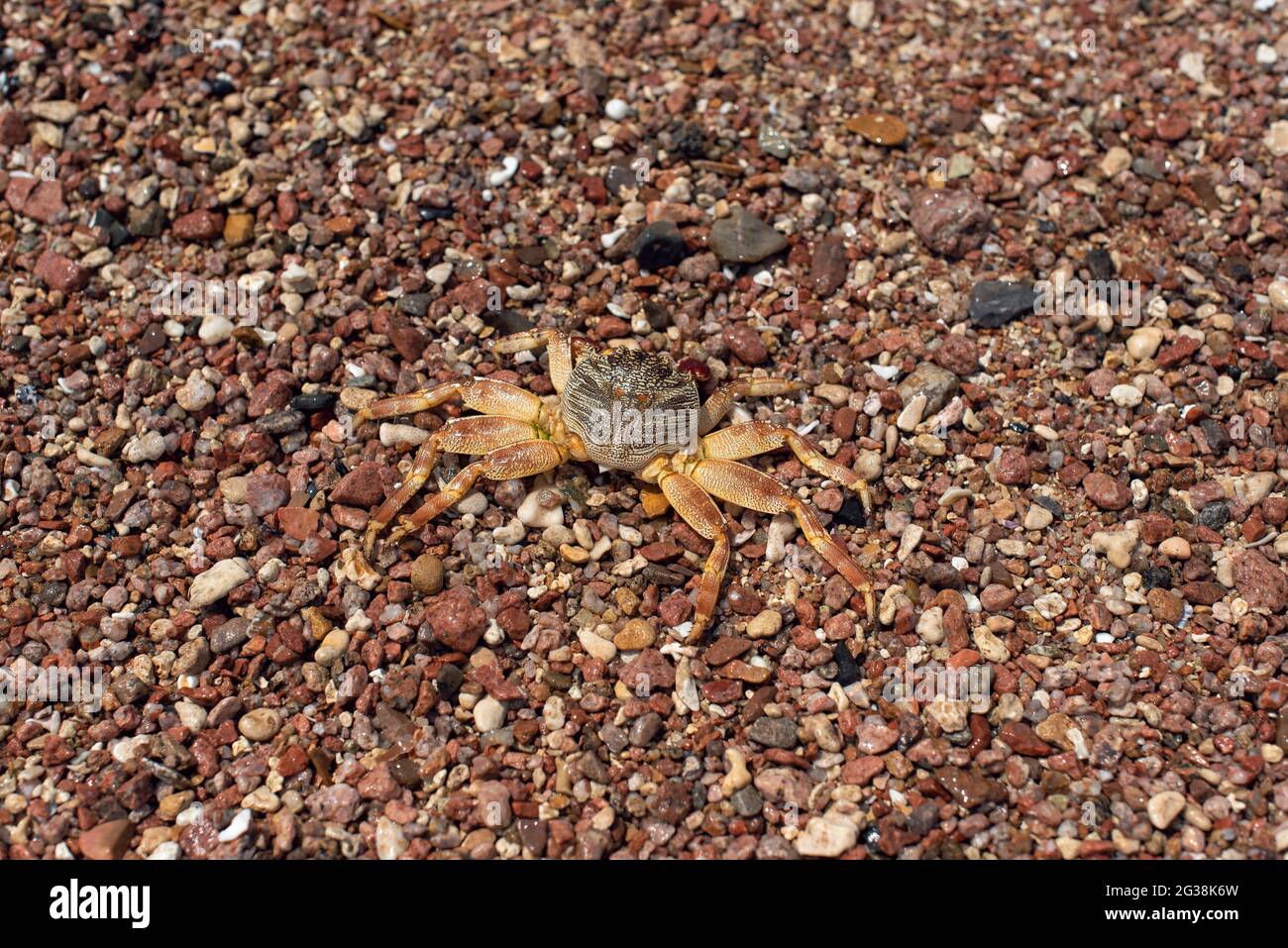 Northern stone crab hi-res stock photography and images - Alamy