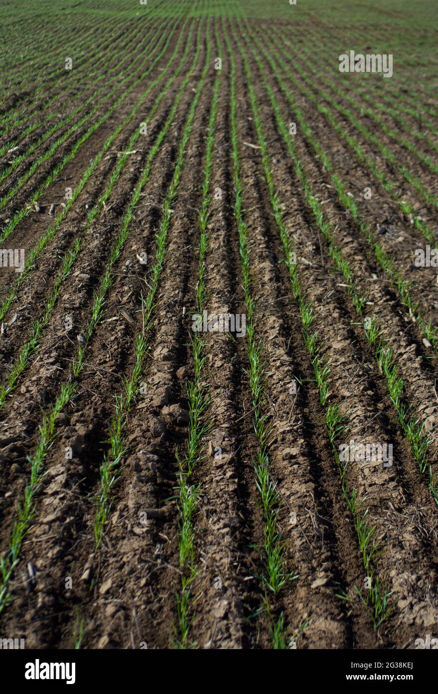 Sown field in the Argentine countryside, Pampas province, Patagonia ...