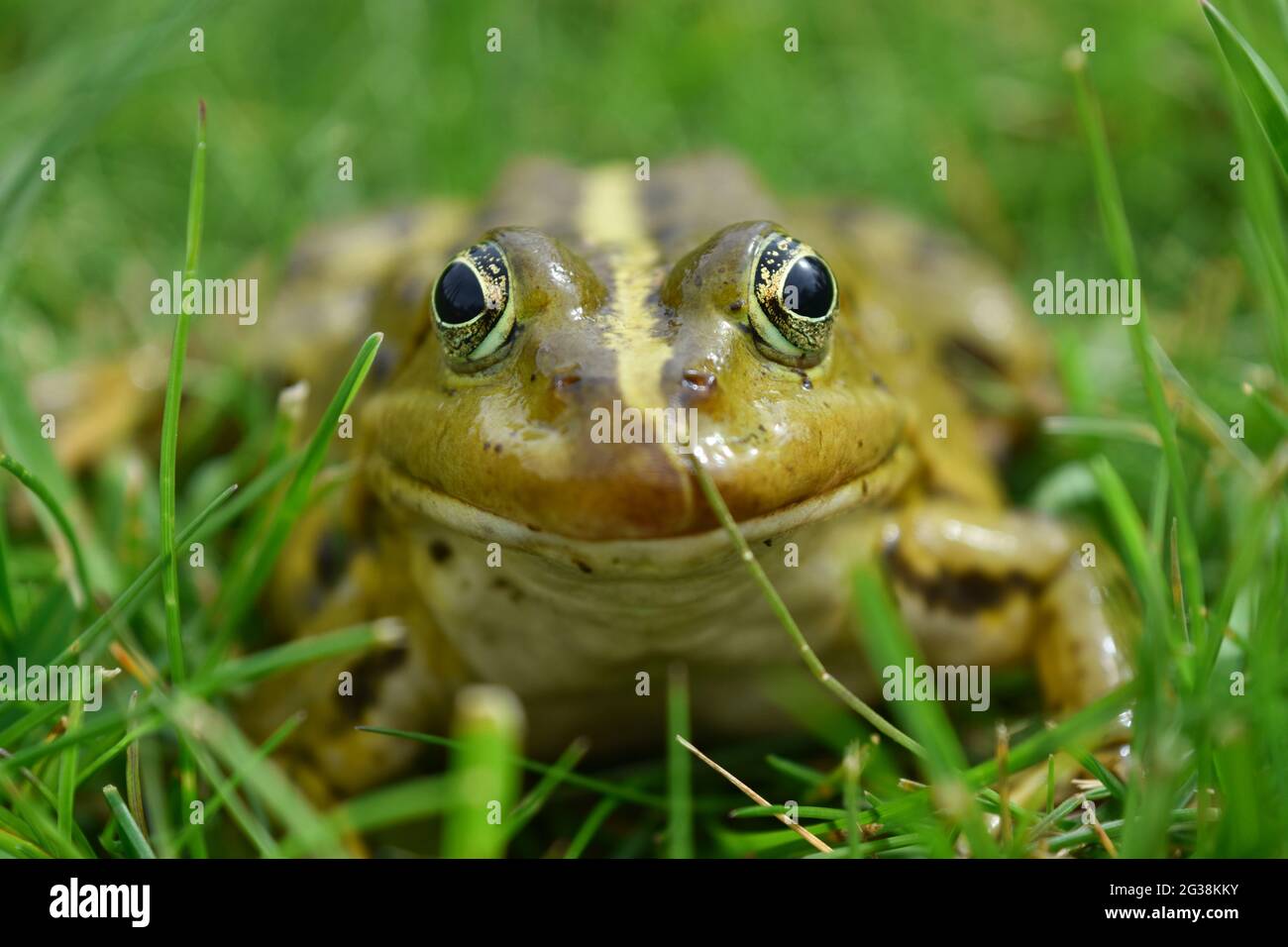 Drone camera wildlife hi-res stock photography and images - Alamy