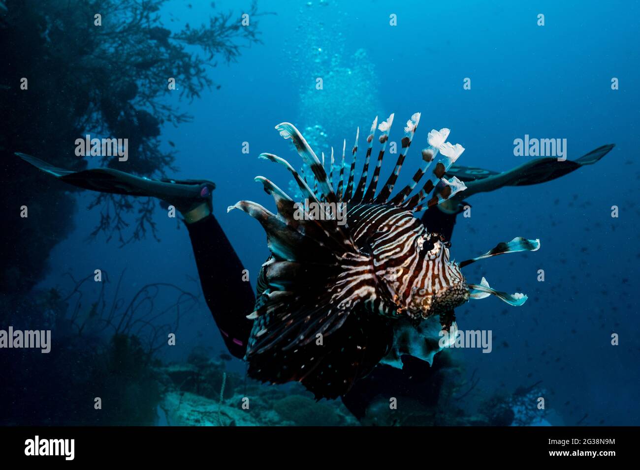 Common lionfish, Pterois miles, with fins in Maldives Stock Photo - Alamy