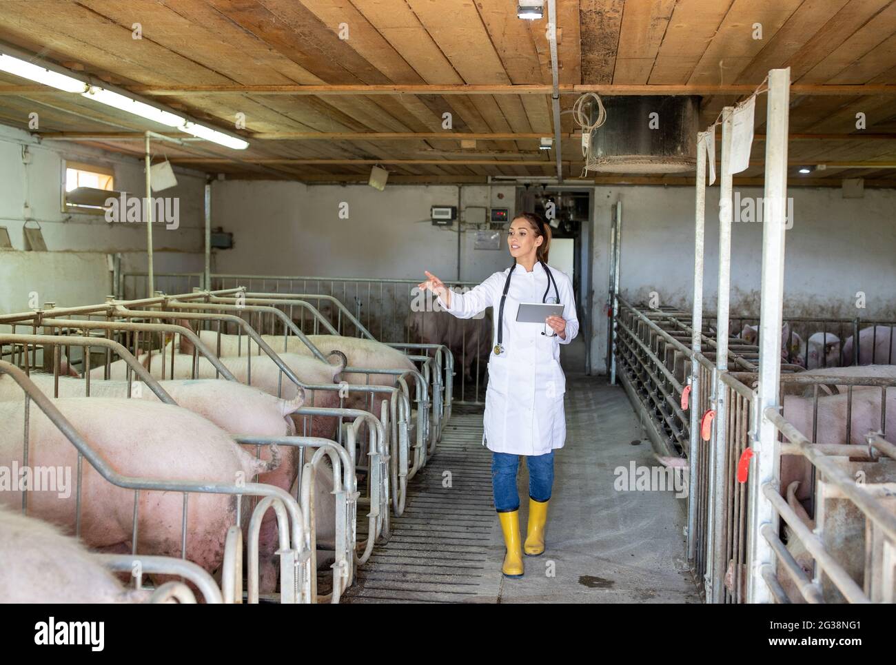 Young female doctor wearing lab coat walking on pig farm indoors. Vet ...