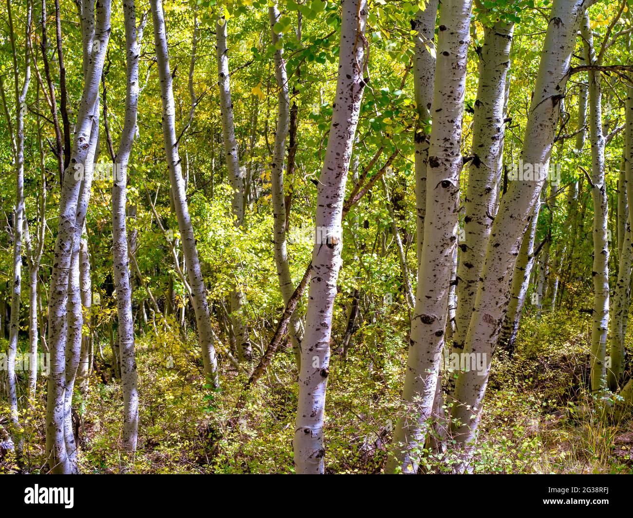 Aspen birch hi-res stock photography and images - Alamy