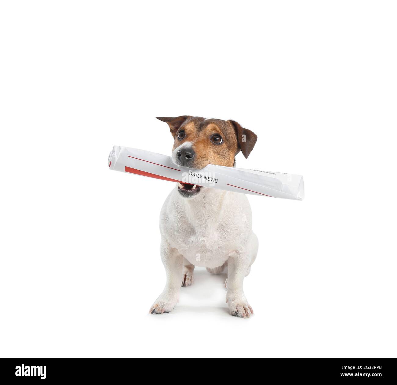Cute dog with newspaper on white background Stock Photo - Alamy