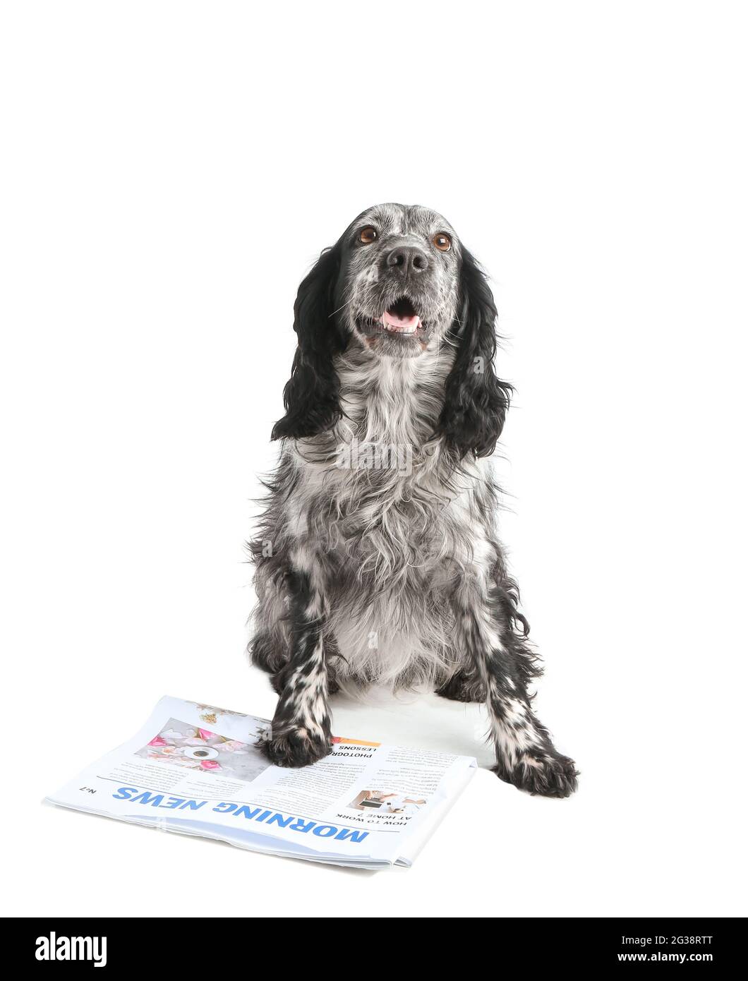 Cute dog with newspaper on white background Stock Photo - Alamy