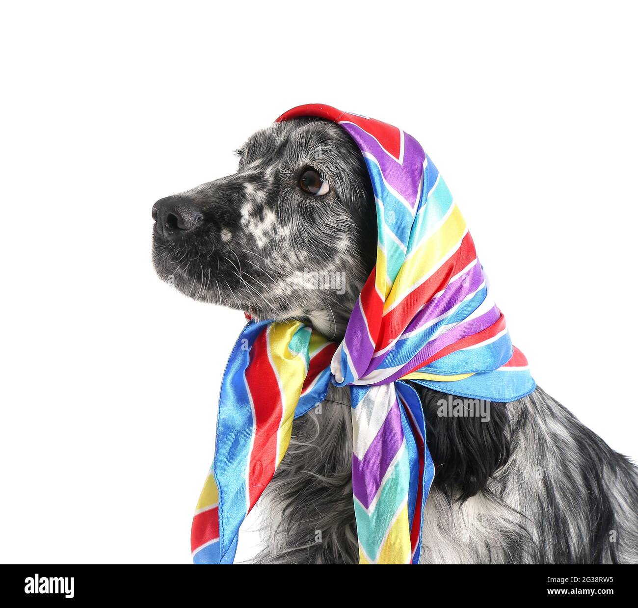 Cute dog in scarf on white background Stock Photo - Alamy