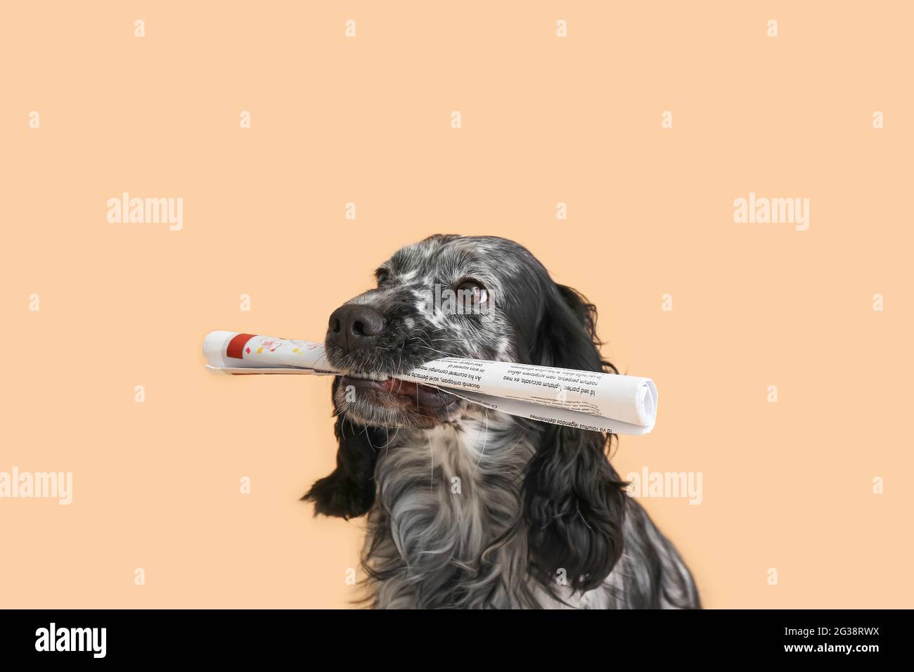 Cute dog with newspaper on color background Stock Photo - Alamy