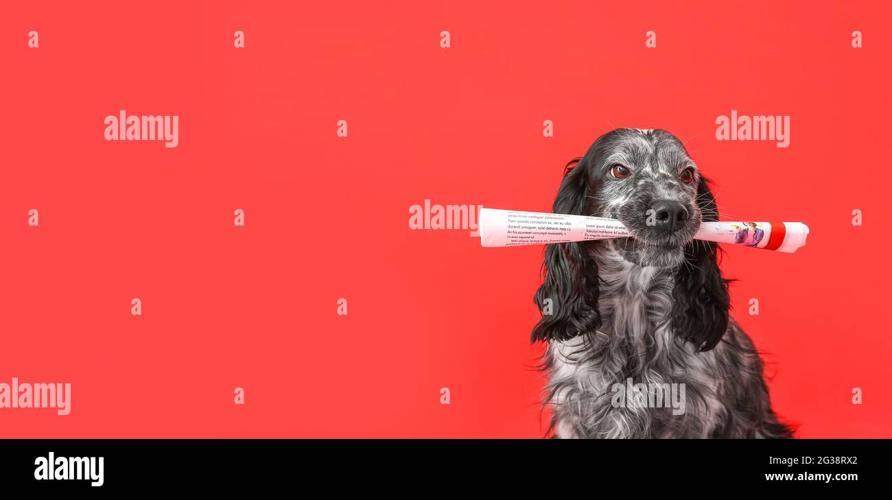Cute dog with newspaper on color background Stock Photo - Alamy