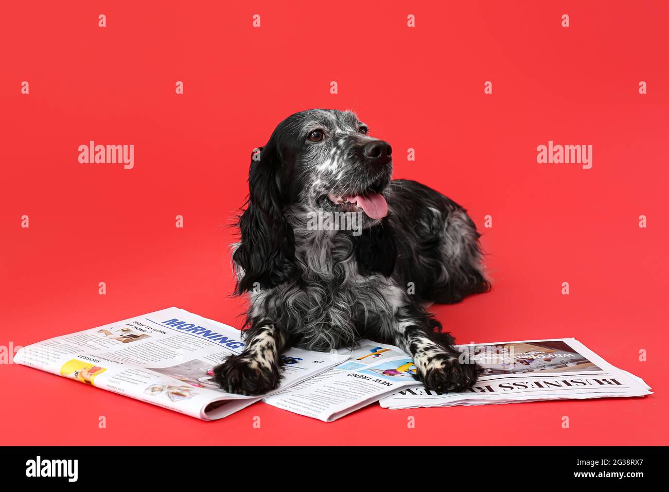 Cute dog with newspaper on color background Stock Photo - Alamy