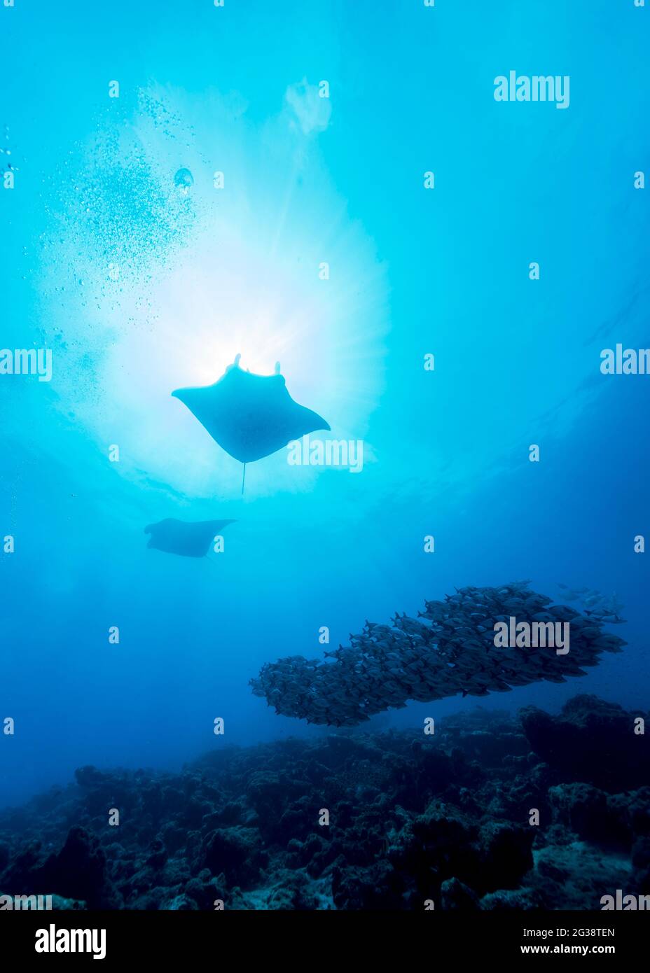 Reef Manta, Mobula alfredi, in Maldives Stock Photo - Alamy