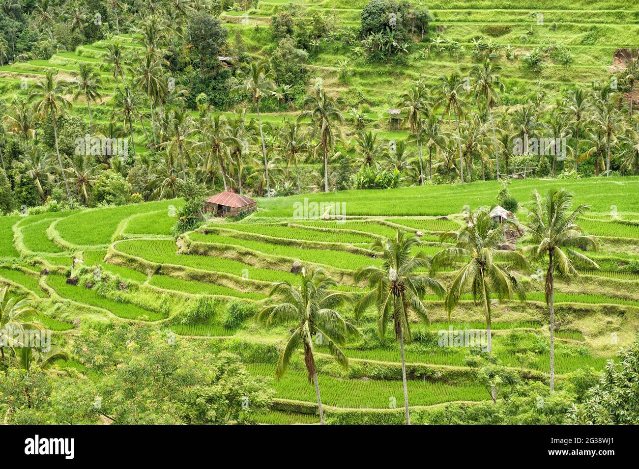 Rice terraces Bali. Tropical landscape with palm trees and green fileds ...